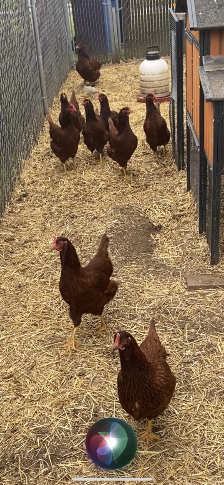 Rhode Island Red Hatching Eggs NPIP, PT Tested | eBay