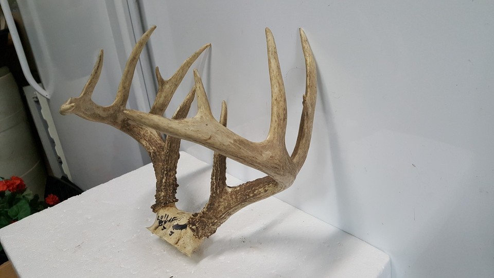 NICE double kicker WHITETAIL DEER RACK Antlers mule mount taxidermy ...