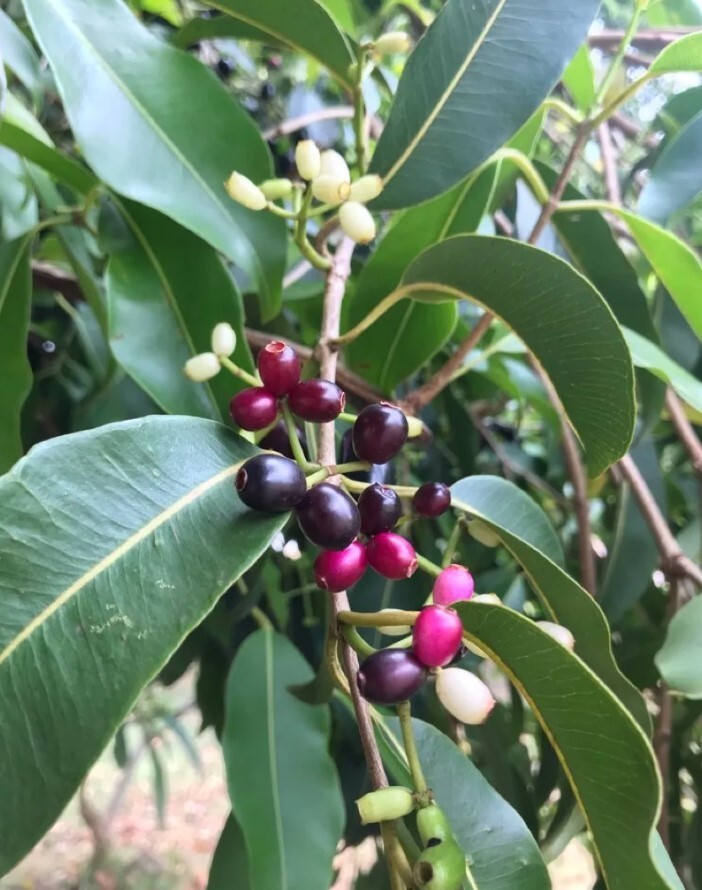 Black Java Plum Small Live Starter Plant - Syzygium Cumini Fruit - 6 ...