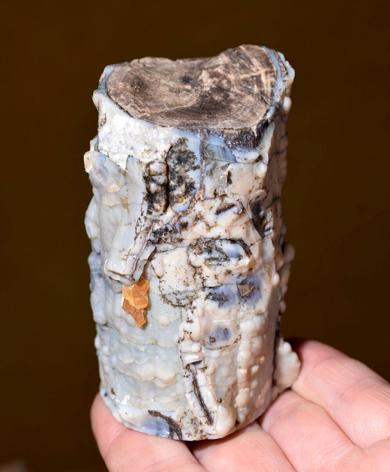 !WOW! Blue Forest Botryoidal Agatized Petrified Eocene Wood Tree Branch ...