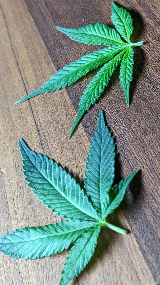 Cannabis Leaf Real Real Marijuana Leaf Etsy