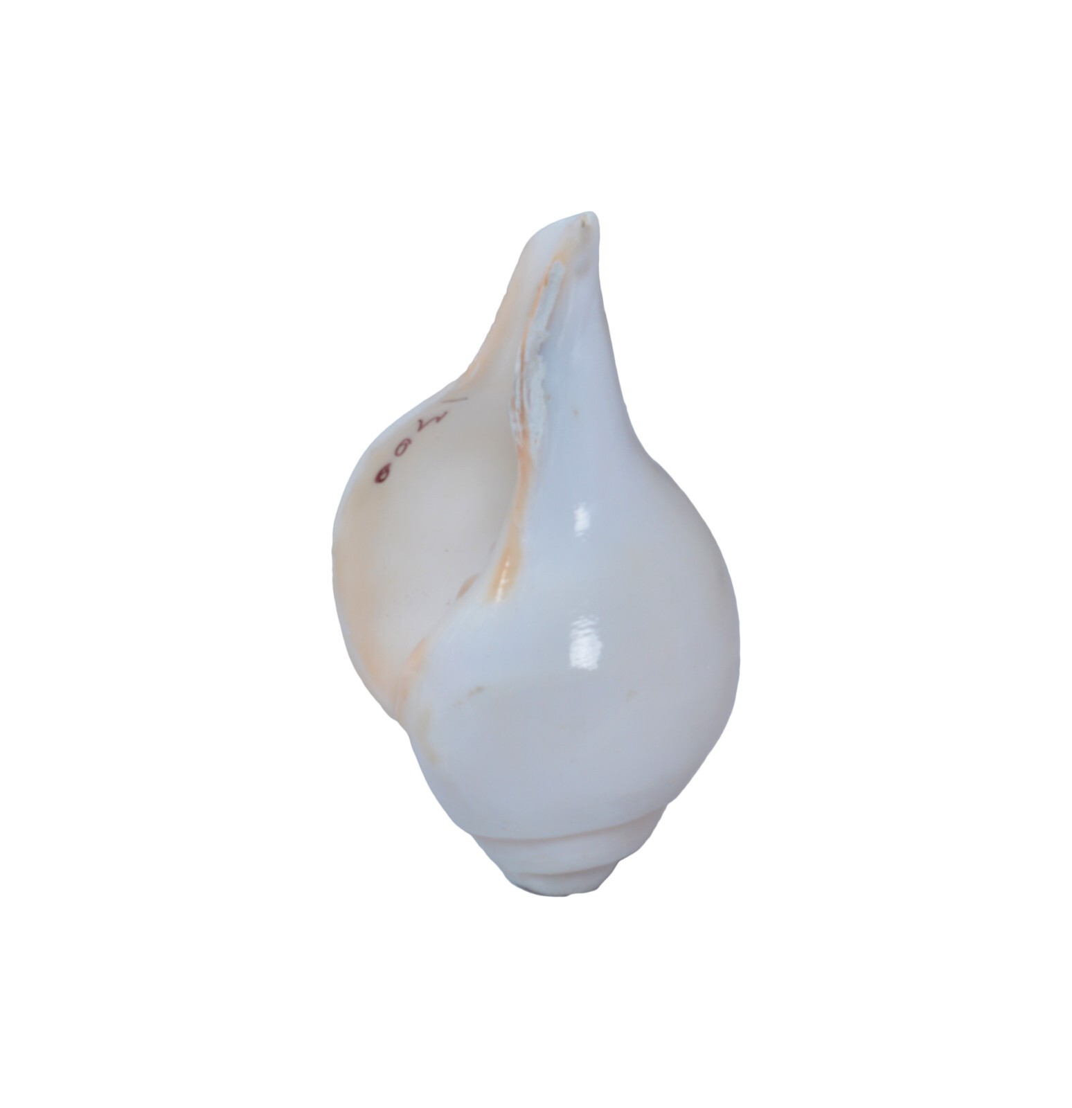Original Blowing Shankh Shell 6 Inch for Pooja with White Big Shankh ...