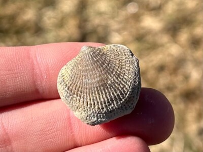 China Fossil Brachiopod Atrypa sp. Rare Devonian Age Heilongjiang ...