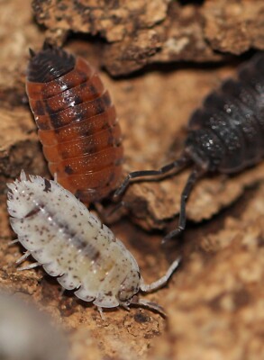 P. Scaber "Mixed Scaber" Isopods. & Dalmatian Isopods Bonus. | eBay