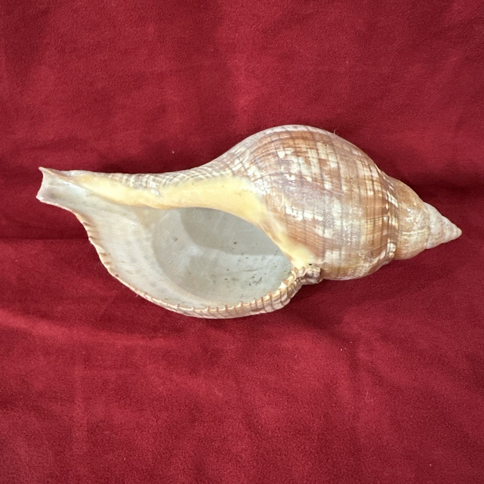 Fasciolaria tulipa True Tulip Shell 7.5” (S797) | eBay