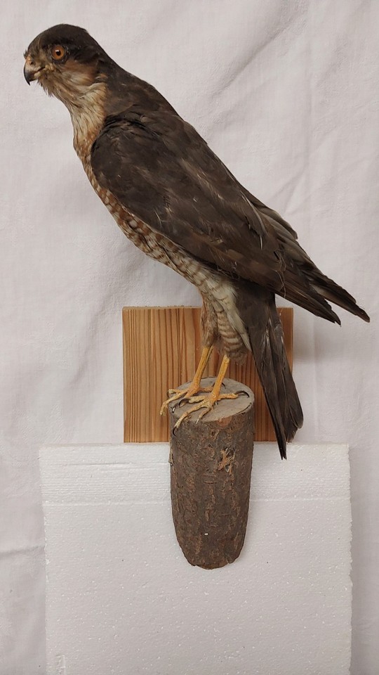 Sperber - Accipiter nisus - Präparat - ausgestopft - mit Cites | eBay.de