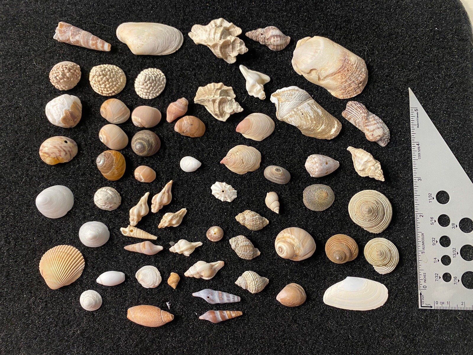 Vintage Estate Large Sea Shells Lot Various Sizes And Shells Beautiful ...