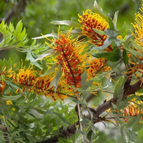 50 Grevillea robusta Seeds, Silver Oak Seeds, Silky Oak tree Seeds | eBay