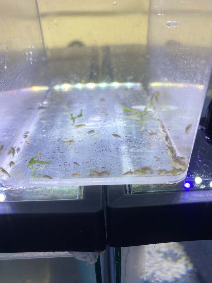Live Freshwater Gammarus Shrimp, Freshwater Scuds, Live Fish Food ...