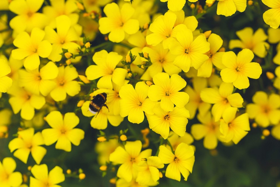 500 Organic GOLDEN FLAX Yellow Linseed Common Linum Flavum Flower Seeds ...