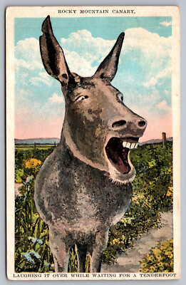 Postcard The Rocky Mountain Canary Laughing Waiting On A Tenderfoot F14 ...