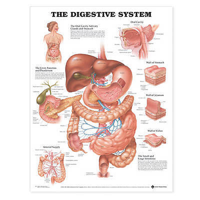 The Digestive System Anatomical Chart by Anatomical Chart Co. (Fold-out ...