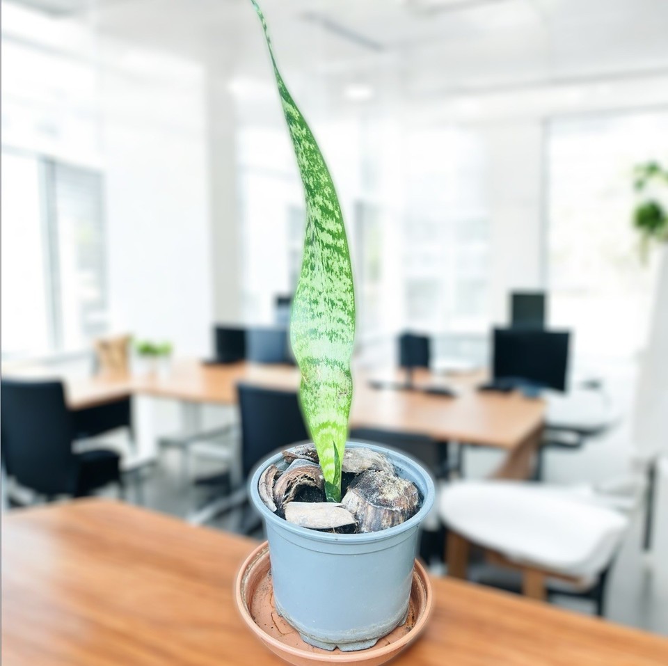 Sansevieria Golden Flame - Snake Plant |well rooted| Indoor Plant ...