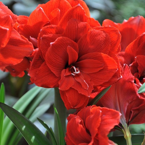 Amaryllis Double Dragon Tender Bulb Double Rich Red Flower 1x Bulb by ...