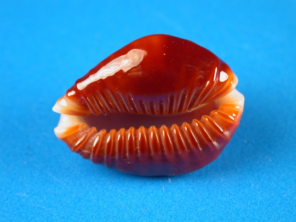 Cypraea bellatrix, Super Heavy Callous, Dark, 20.7mm, Marquesas Shell ...