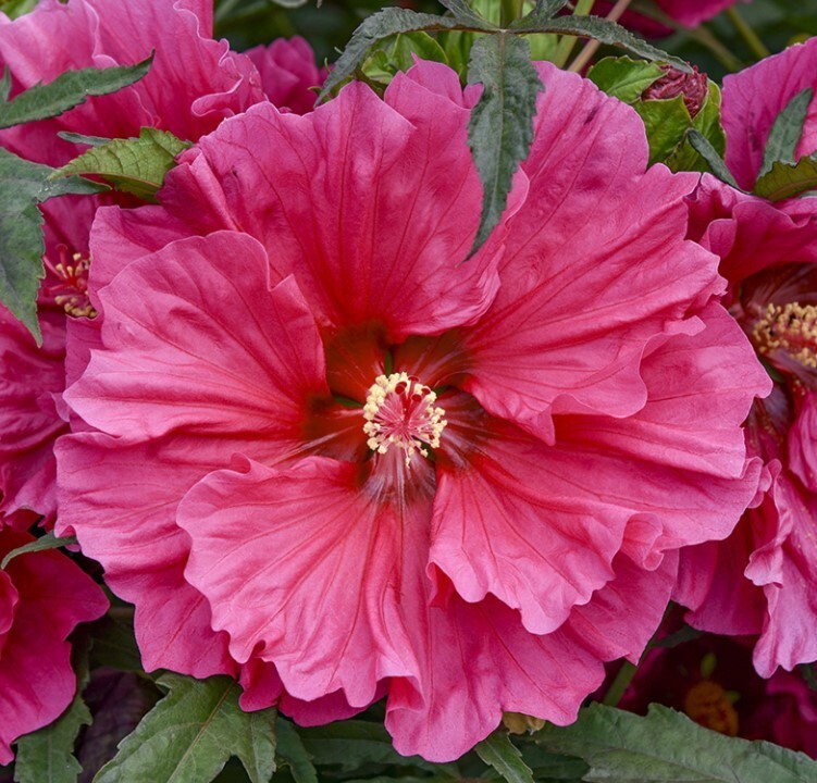 Hardy Hibiscus Watermelon Ruffles in 4"Pot Outdoor Hibiscus Hybrid ...