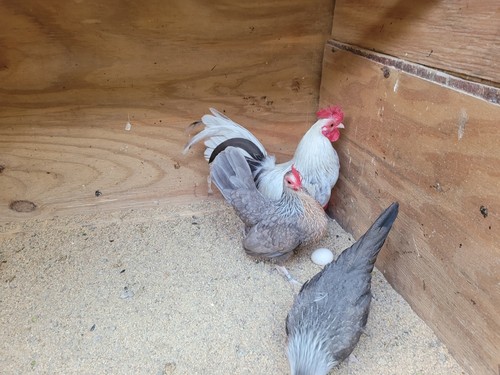 Bantam Old English Blue silver duckwing 12+ Hatching Eggs. | eBay