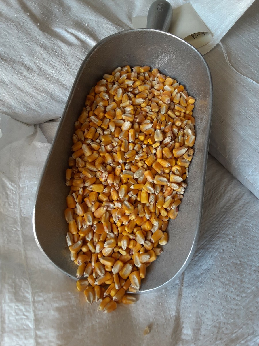 What Animals Are Fed Corn