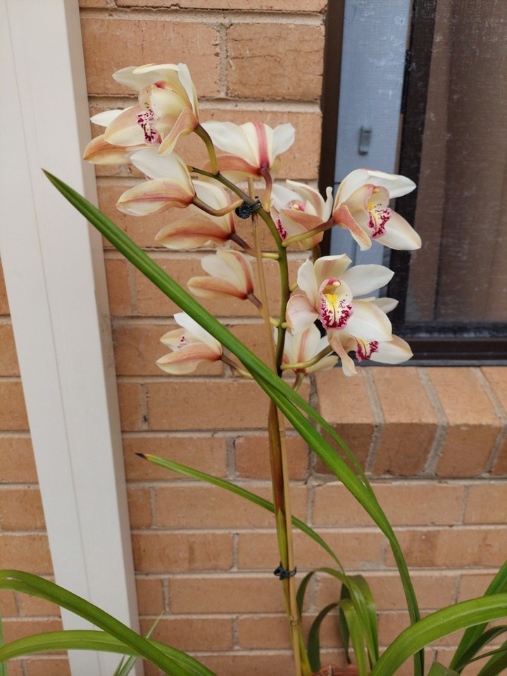 BEAUTIFUL CYMBIDIUM ORCHID- YELLOW W/ BURGUNDY HUE - 3 BULBS & 1 ...