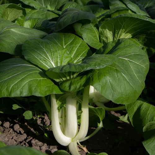 Bok Choy Seeds, Pak Choi White Stem, Non-GMO, Fast Growing, Free ...