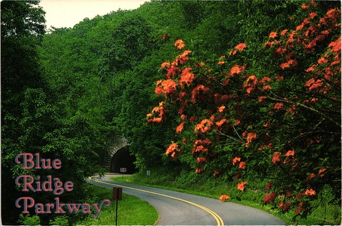 Flame Azalea Blooms along Blue Ridge Parkway Postcard Unposted | eBay