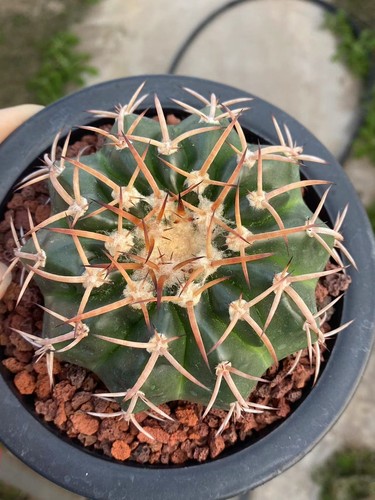 Rare Succulent Living Plant Discocactus ferricola Own Root Garden Décor ...