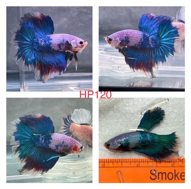 Green Male Betta Fish