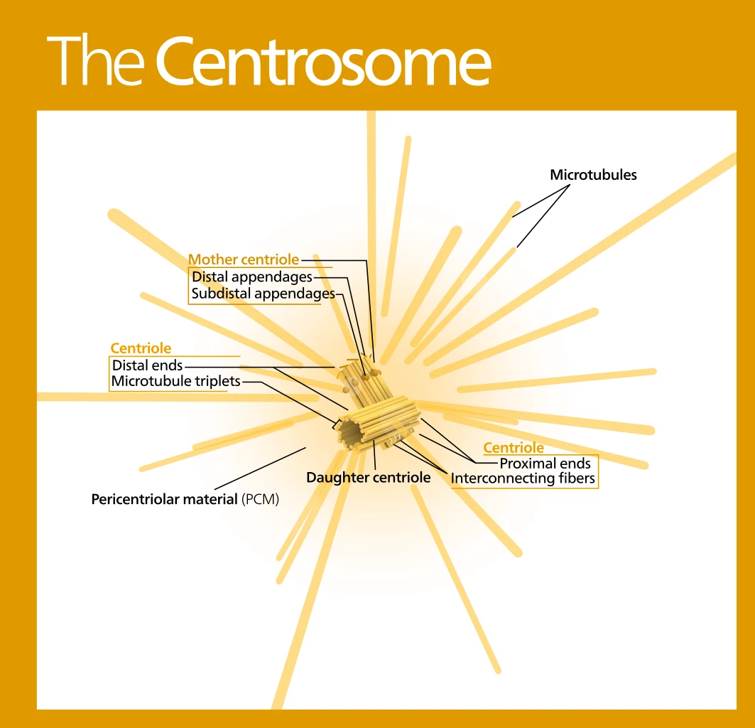 Centrosome Structure