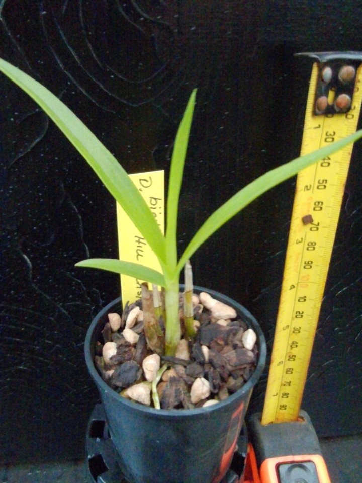 Dendrobium Orchid bigibbum "Font Hill Splash" | eBay Australia