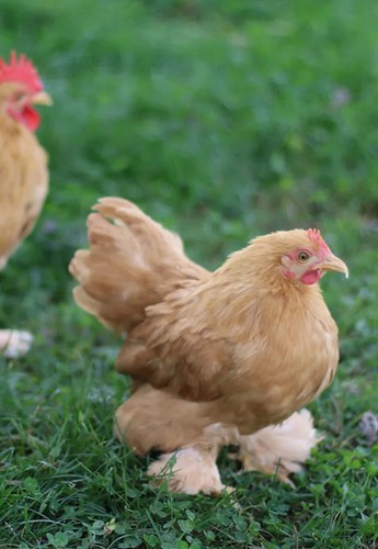 6 Bantam Hatching Eggs-Chance of: Polish, Old English, Cochin, Sebright ...