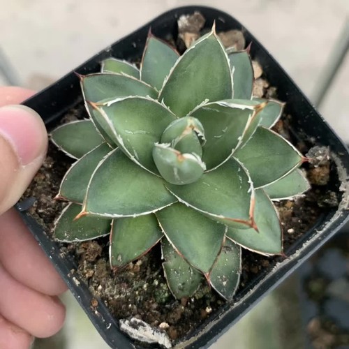 Agave filifera var. compacta B status Mini agave succulent plant 4-5cm ...