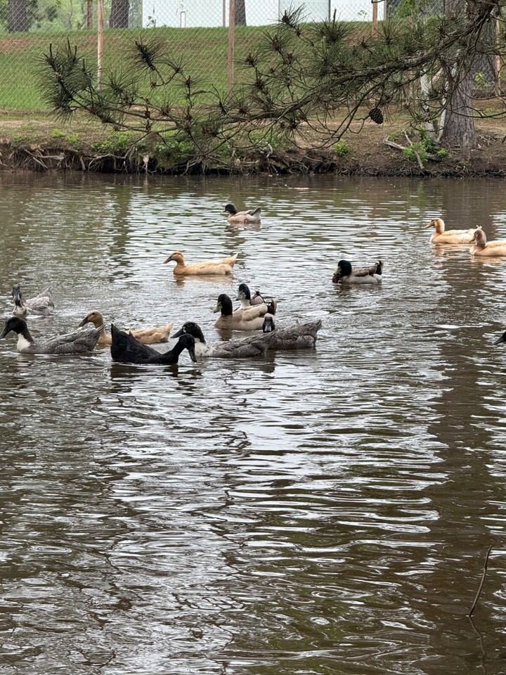 6 Fertile Duck Hatching Eggs (Rouen, Cayuga, Runner Mix, & Buff) | eBay