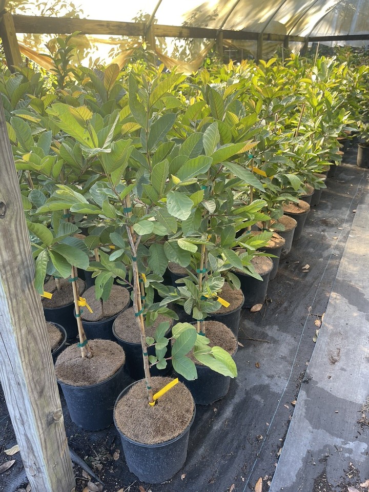 Kilo Thai Guava 3 gallon 3 feet tall. | eBay