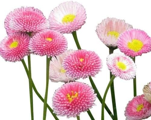 Pink English Daisy, Lawns and Borders - 1000 Seeds - Bellis Perennis ...