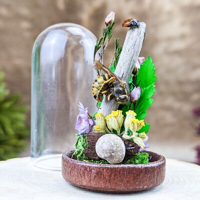 o21b Yellow Jacket Wasp Glass Dome Display Entomology Taxidermy mini ...