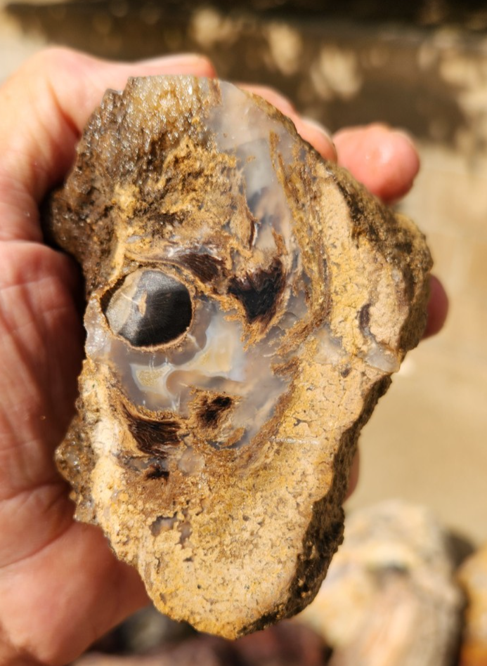 Blue Forest Petrified Wood Faced Rough Specimen 3"X3"X3" 1.2 Pounds See ...