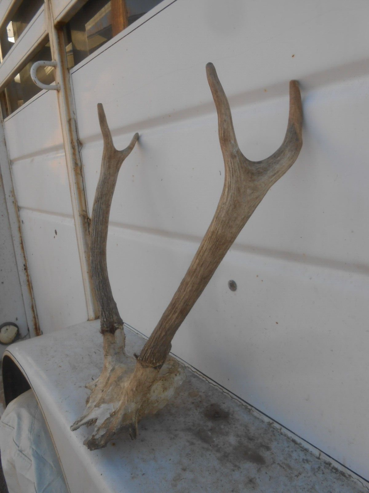 Tall 2x2 ELK ANTLERS rack taxidermy deer mule whitetail sheds moose | eBay