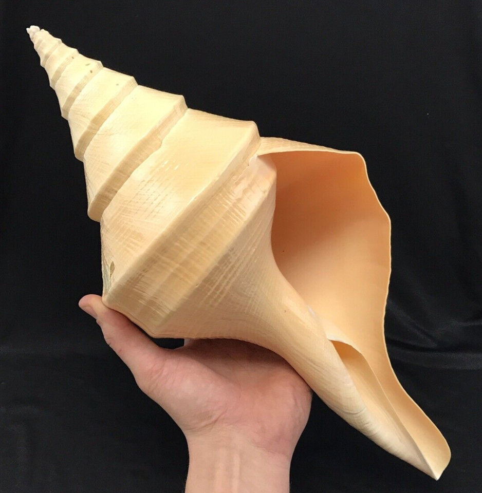 Beautiful Large Seashell, Conch Sea Shell, Australian Trumpet, Giant ...