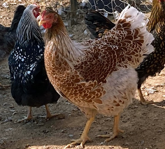 5+ Cream Legbar and Wyandotte Cross Chicken Hatching Eggs-Green egg ...