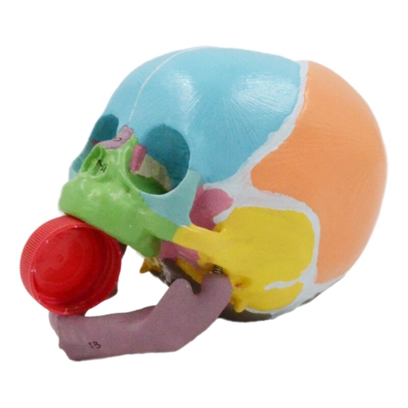 Life Size Baby Head Model Anatomical Baby Head Skull Model, Baby ...