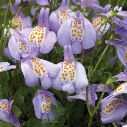 Mazus reptans Blue 25 Plants in 3-1/2 inch Pots | eBay