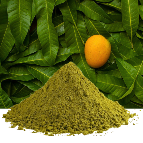 Dried Mango Leaf powder | Pure Natural Organic Leaves | Ayurveda Herbal ...