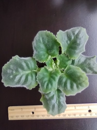 African Violet PT-Fiona, starter plant. | eBay