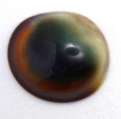 Antique Vintage Operculum Shell Stone for Repair Design Steampunk # ...