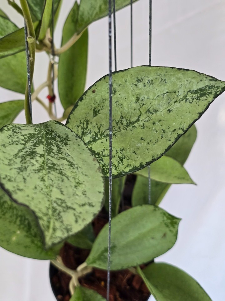 Hoya icensis silver splash [2n16j016] 2 pots, 2 plants, 10-12 inches ...