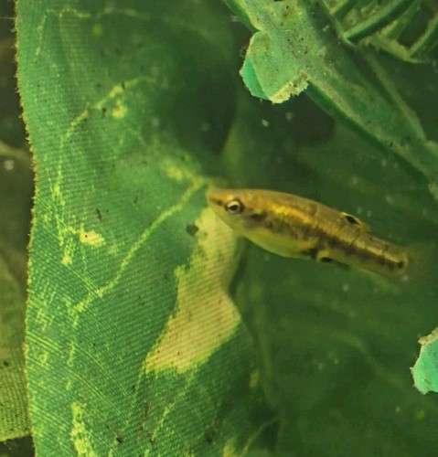 Least Killfish 3+1 SMALLEST Nano Fish, | eBay