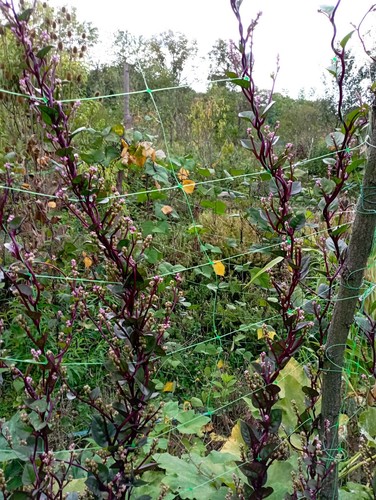 30 Graines d'Epinard De Malabar Rouge | eBay