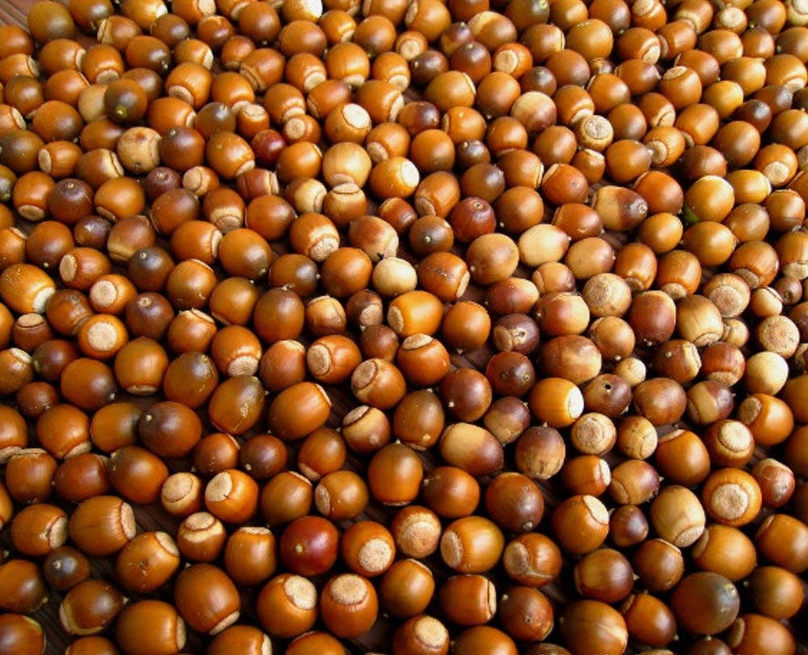 ROM AMERICA Premium Acorn Starch Powder Flour for Korean Acorn Jelly ...