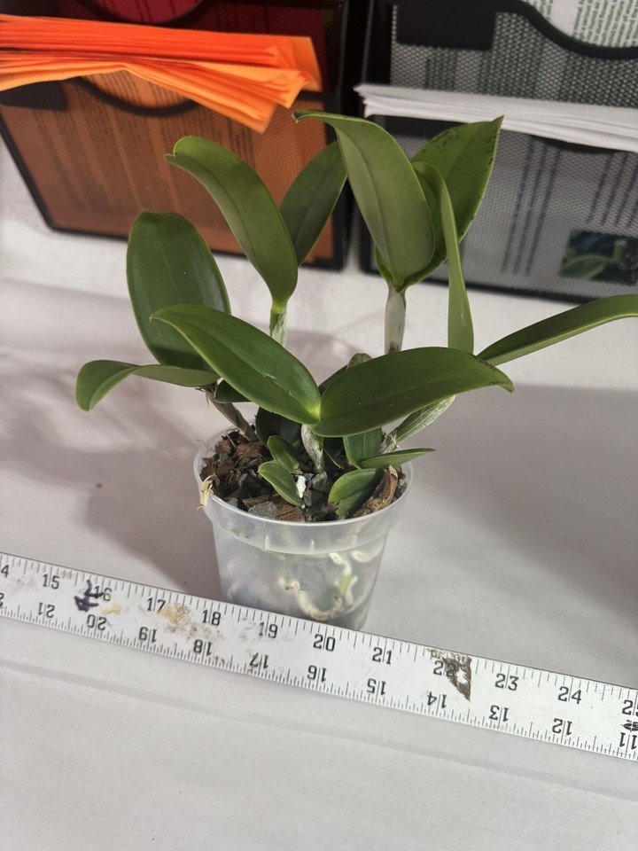 Rhyncholaeliocattleya Yuan Dung Python “Passion Fruit” Orchid plant BS ...