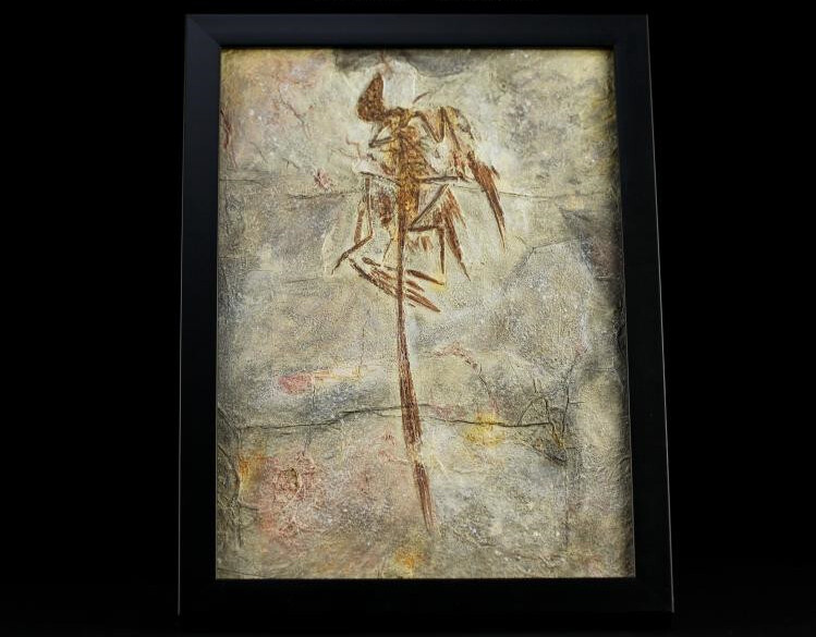Realistic Microraptor Gui Replica Dinosaur Dragon Bird Fossils Jurassic ...